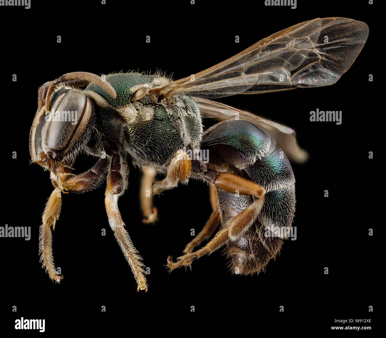 Bee. Palaeorhiza species, f, Papau New Guinea, side Stock Photo - Alamy