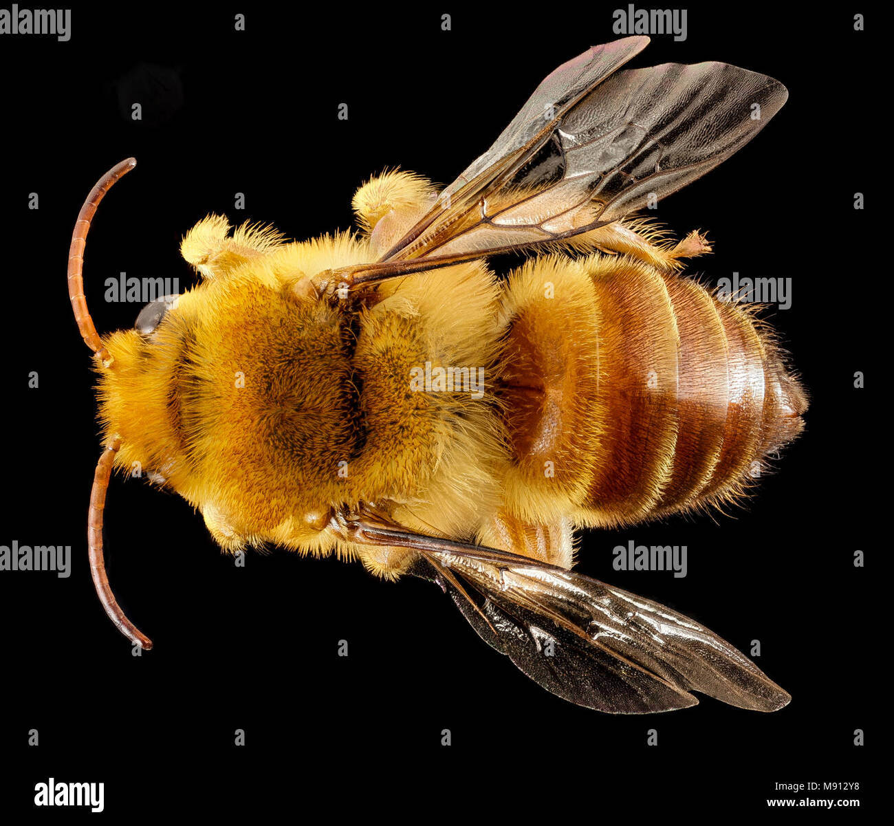 Bee. Paracolletes, m, australia, back Stock Photo - Alamy