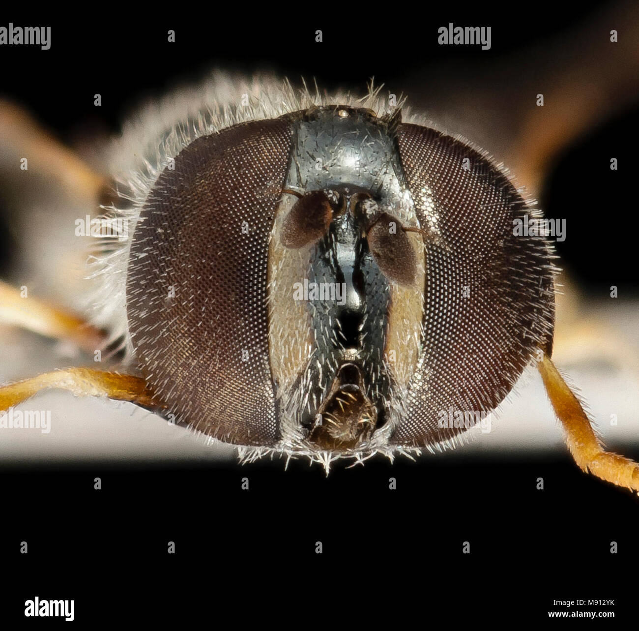 Paragus hi-res stock photography and images - Alamy