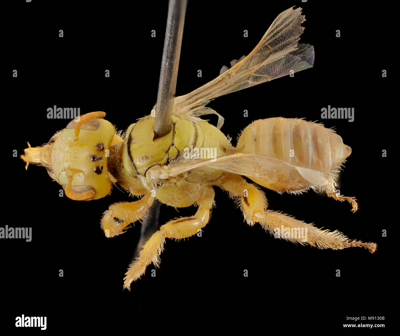 Bee. Pararhophites, f, back Stock Photo - Alamy