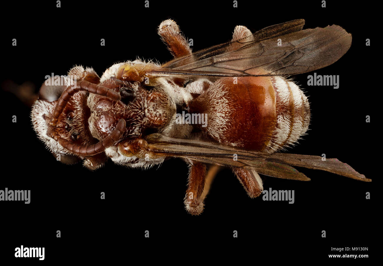Pasites hi-res stock photography and images - Alamy