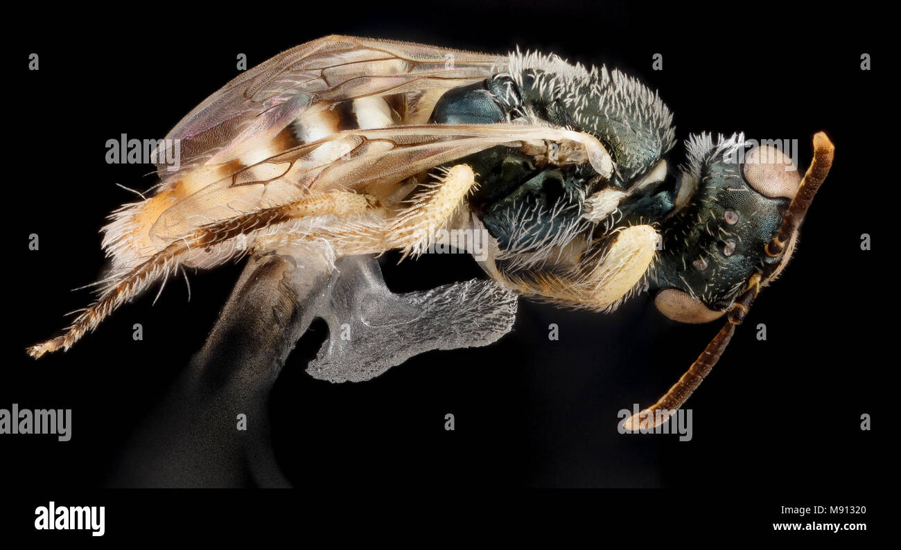 Perdita bee hi-res stock photography and images - Alamy