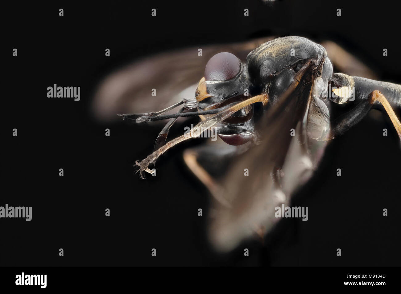 Scarpulla hi-res stock photography and images - Alamy