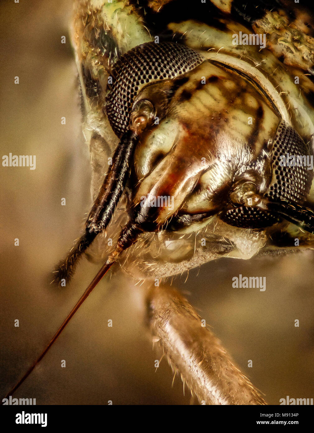 Plant bug, dod, pomonkey Stock Photo - Alamy