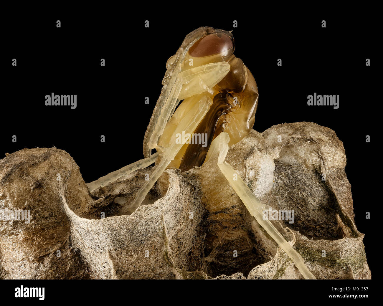 Polistes genus hi-res stock photography and images - Alamy