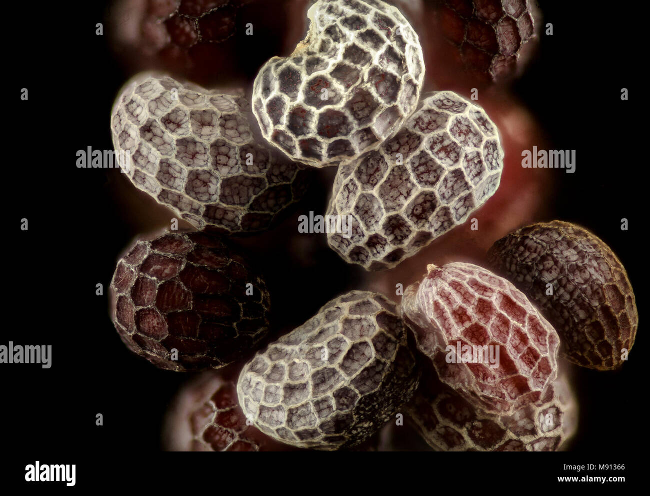 Microscope hi res hi-res stock photography and images - Alamy