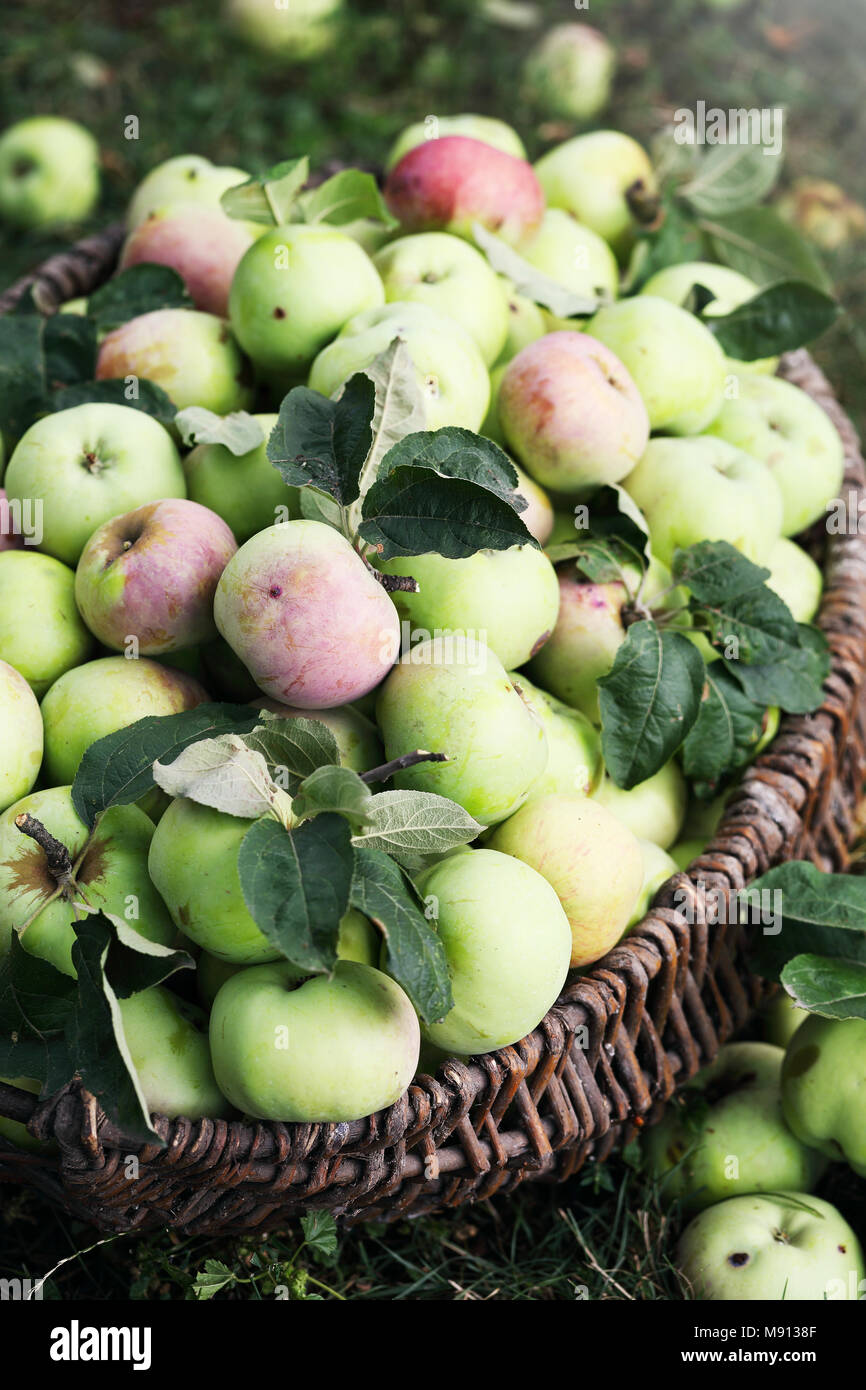 big basket with apples Stock Photo - Alamy