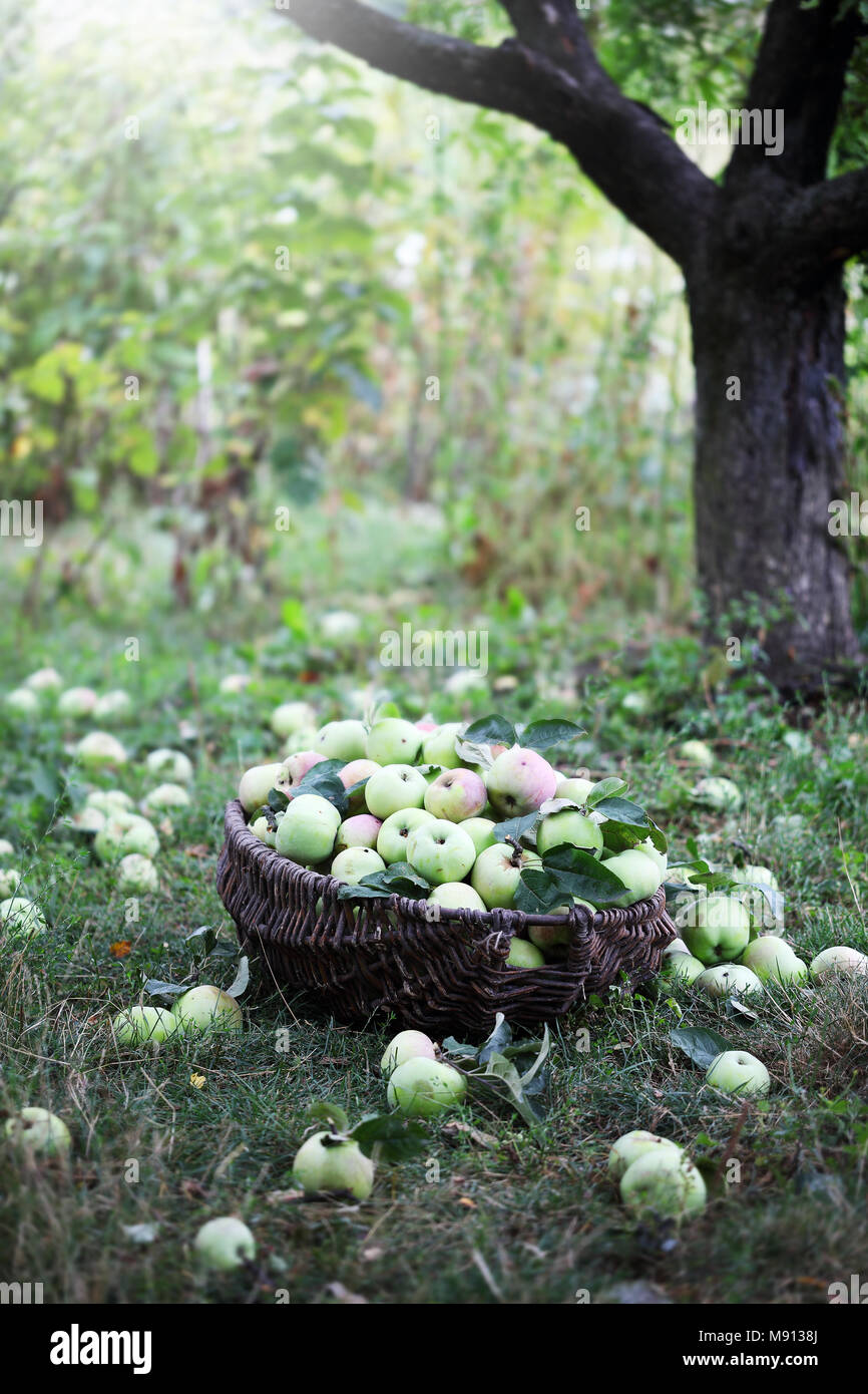 Basket apples under apple tree hi-res stock photography and images - Alamy