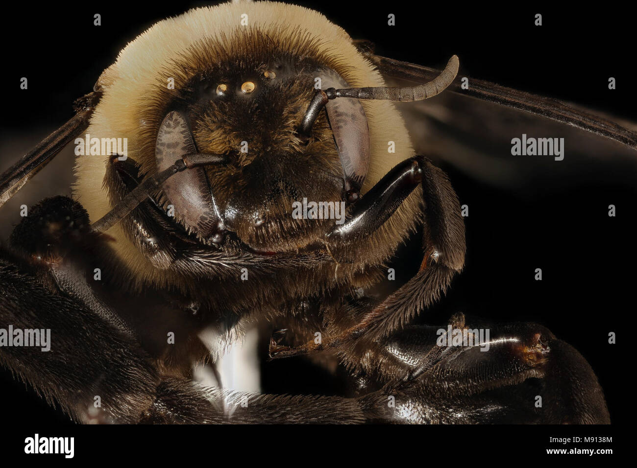 Bombiformis hi-res stock photography and images - Alamy