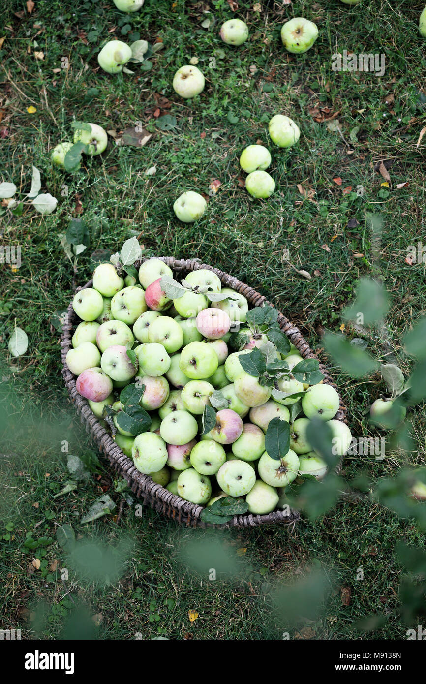 apples under the tree, top view Stock Photo - Alamy