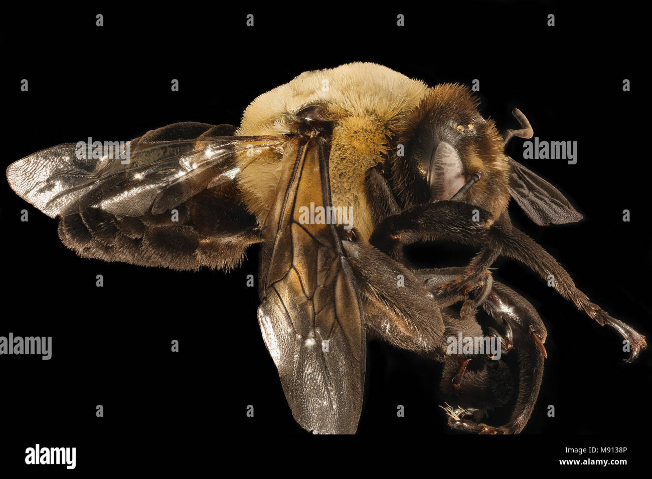 Bombiformis hi-res stock photography and images - Alamy