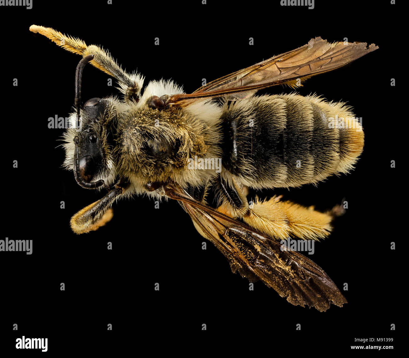 Rediviva bee hi-res stock photography and images - Alamy