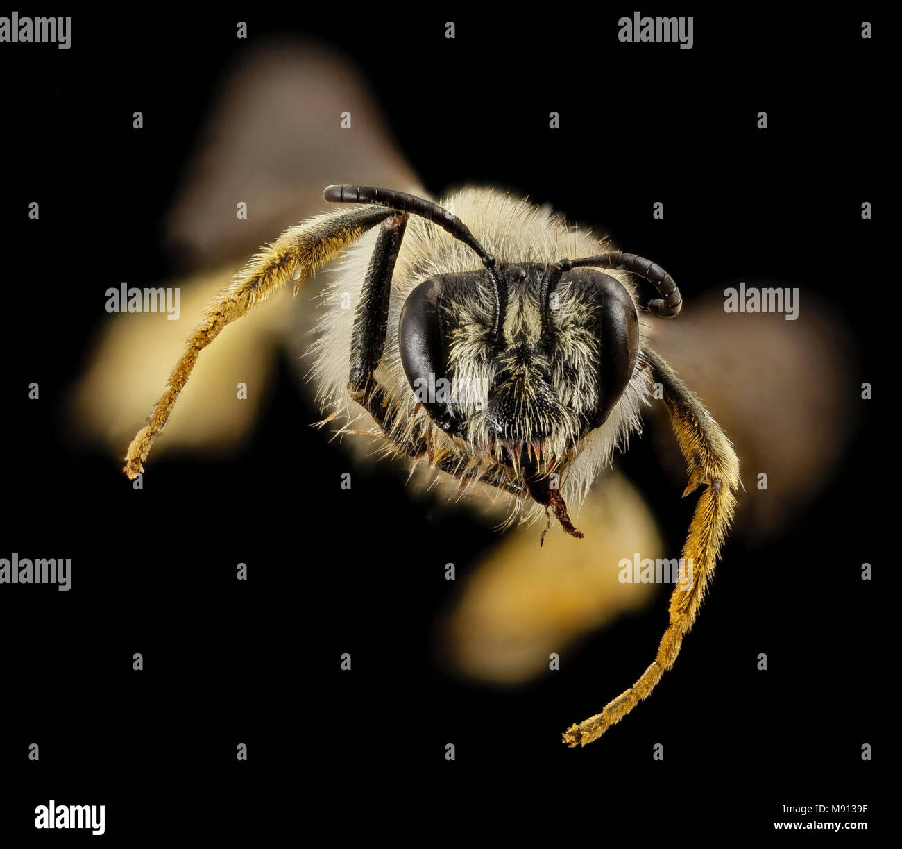 Bee. rediviva, f, south africa, face Stock Photo - Alamy