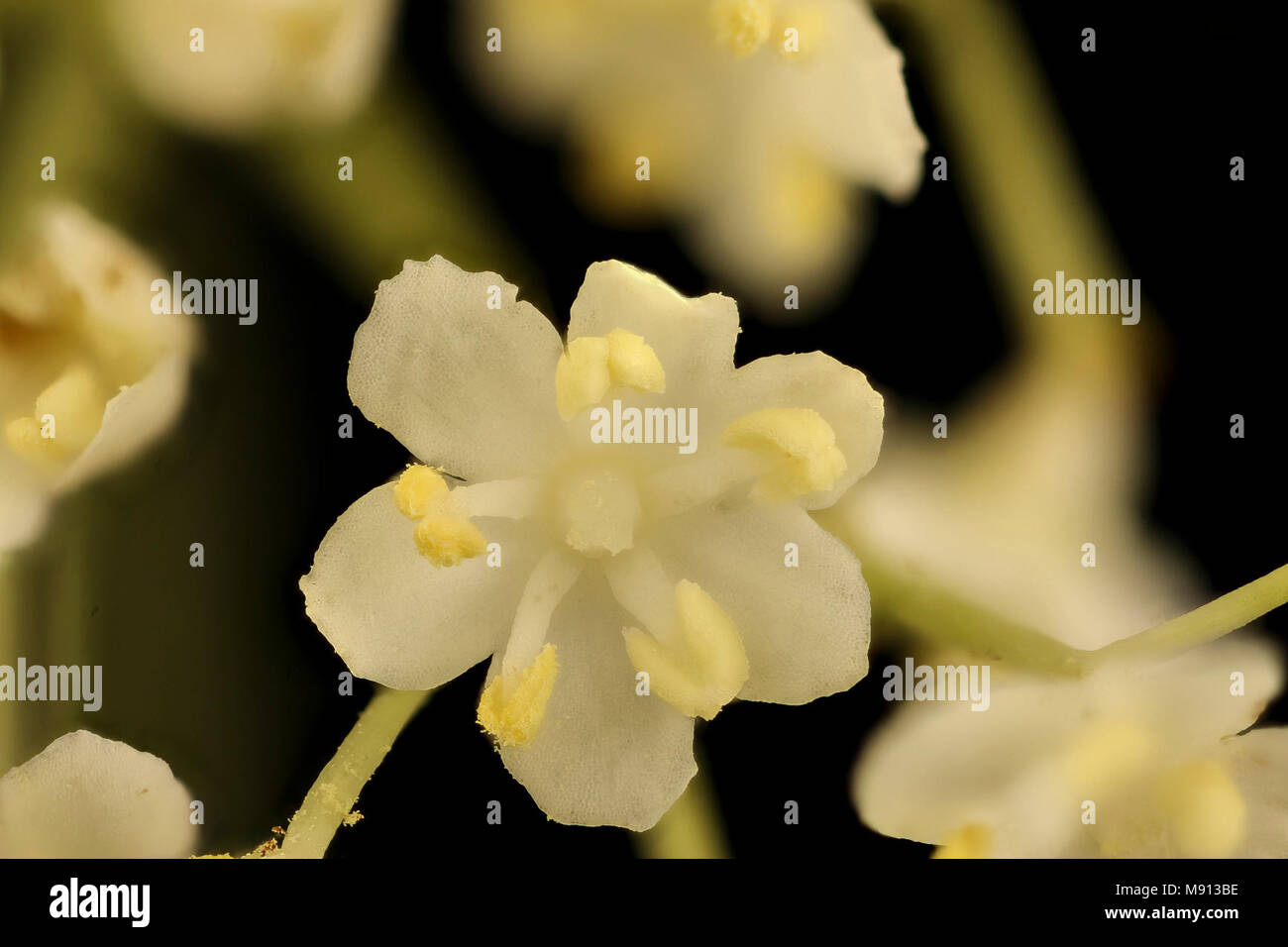 Sambucus nigra spp canadensis, American black elderberry close-up ...