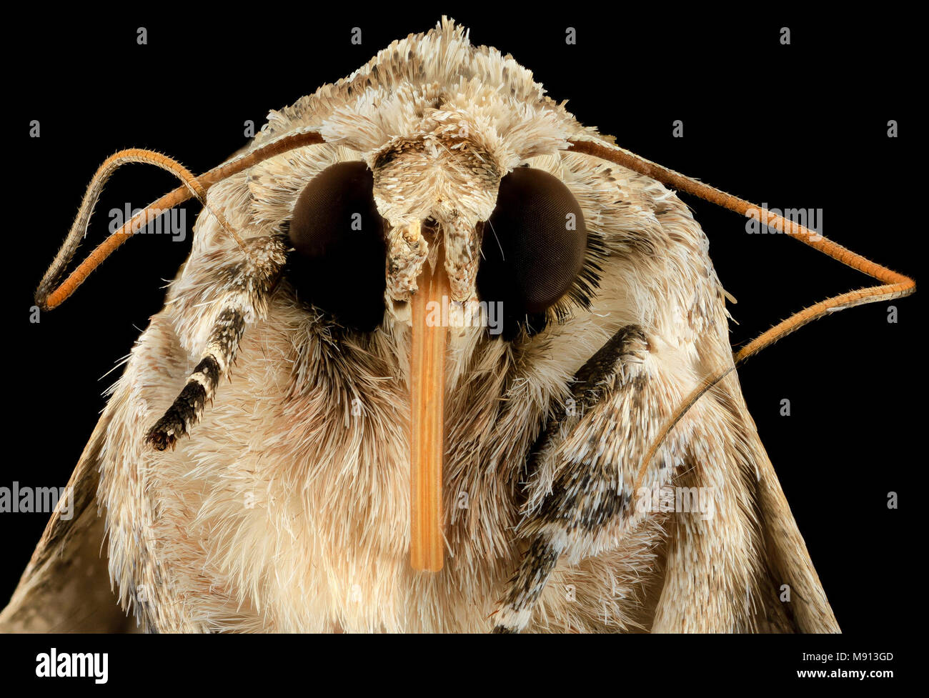 southern armyworm, moth, face Stock Photo - Alamy