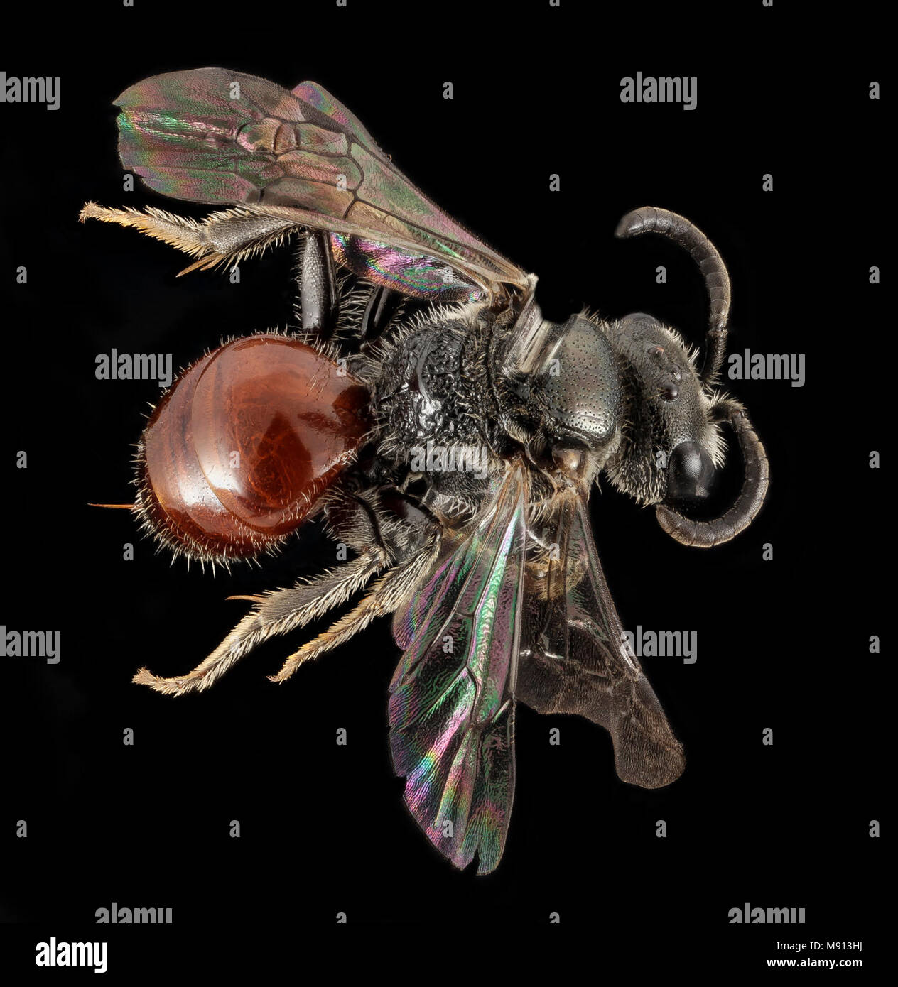 Binomial sphecodes coronus hi-res stock photography and images - Alamy
