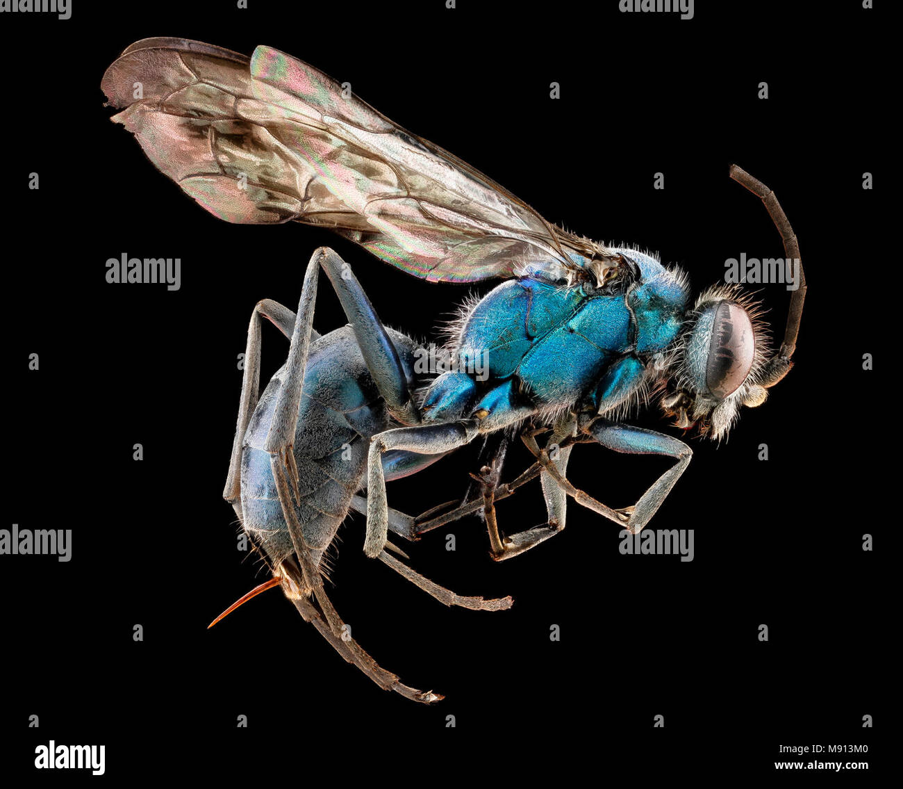 Wasps hi res hi-res stock photography and images - Alamy