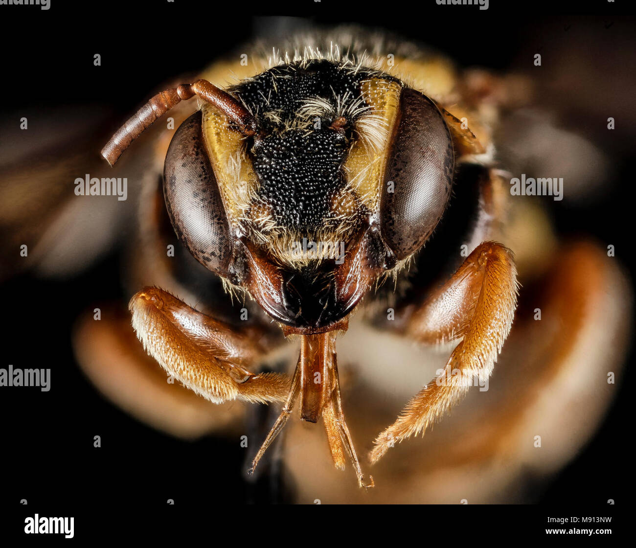 Face deep bee hi-res stock photography and images - Alamy
