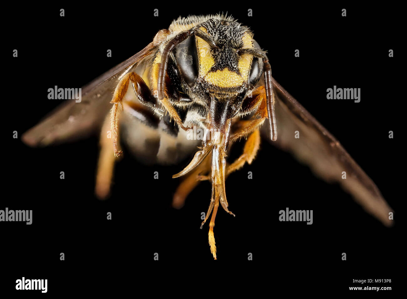 Costalis hi-res stock photography and images - Alamy