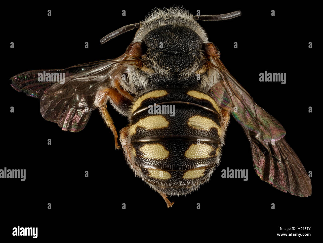 Stelis nasuta hi-res stock photography and images - Alamy