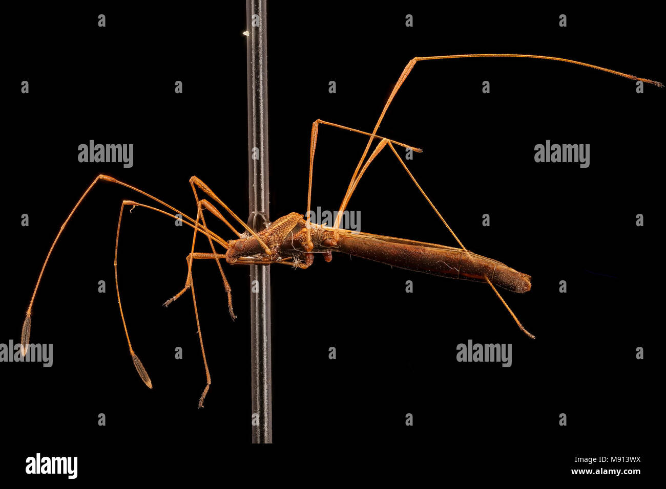 Stilt bugs hi-res stock photography and images - Alamy