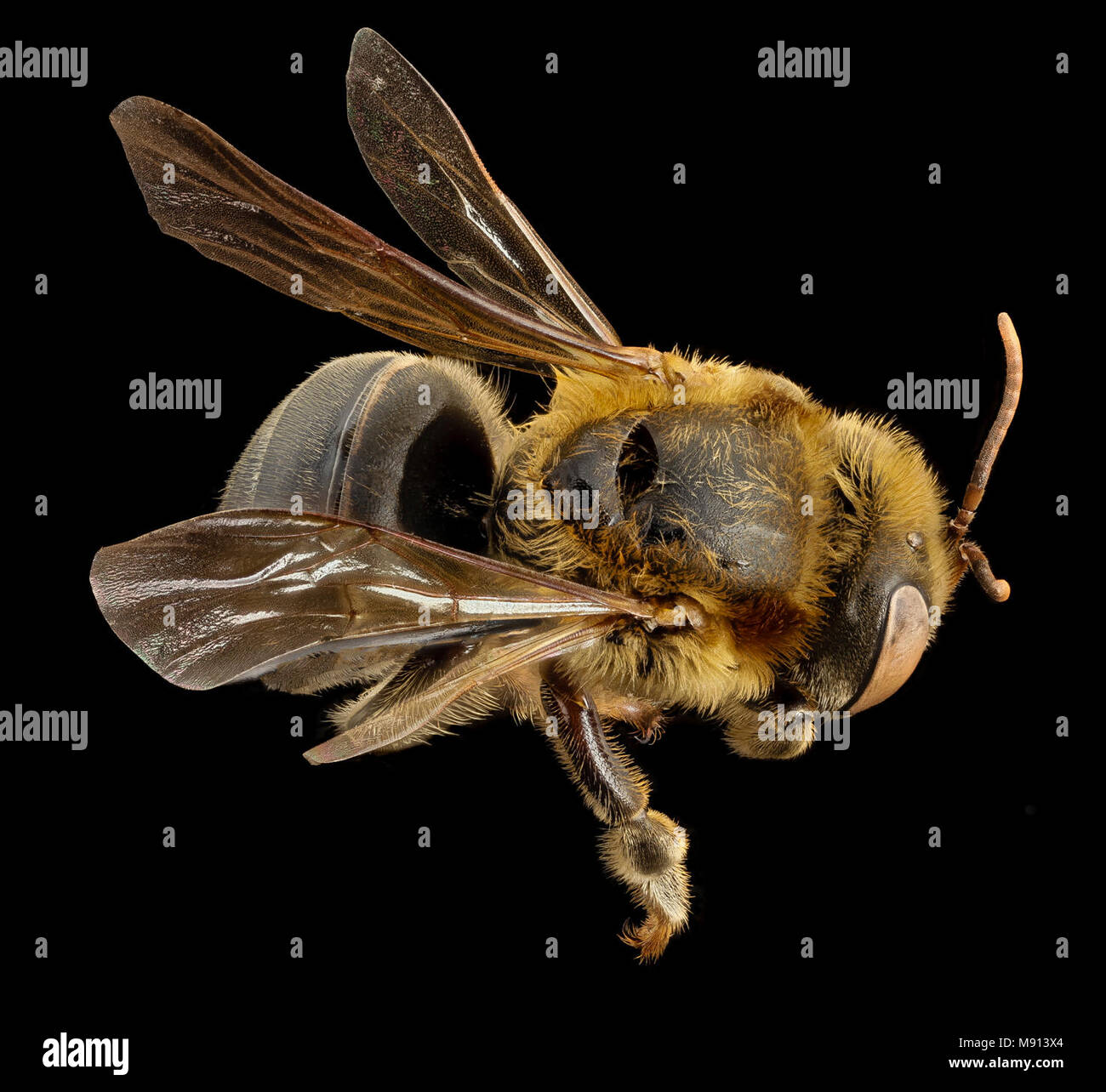 Stingless bees peru hi-res stock photography and images - Alamy