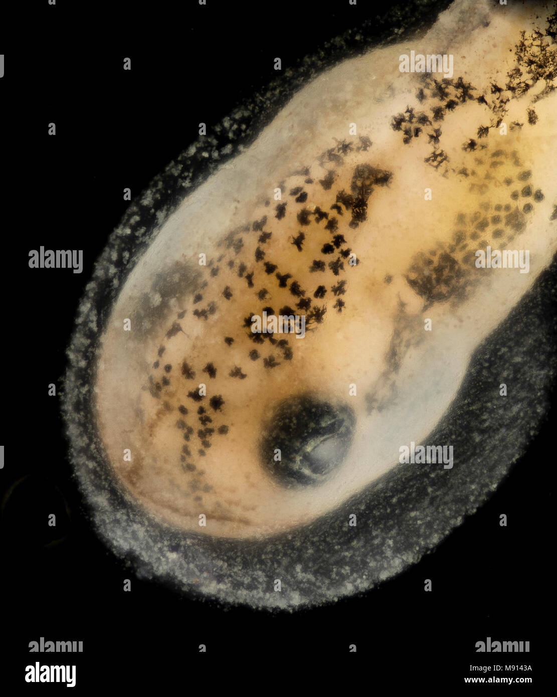 Amphibian hi res hi-res stock photography and images - Alamy