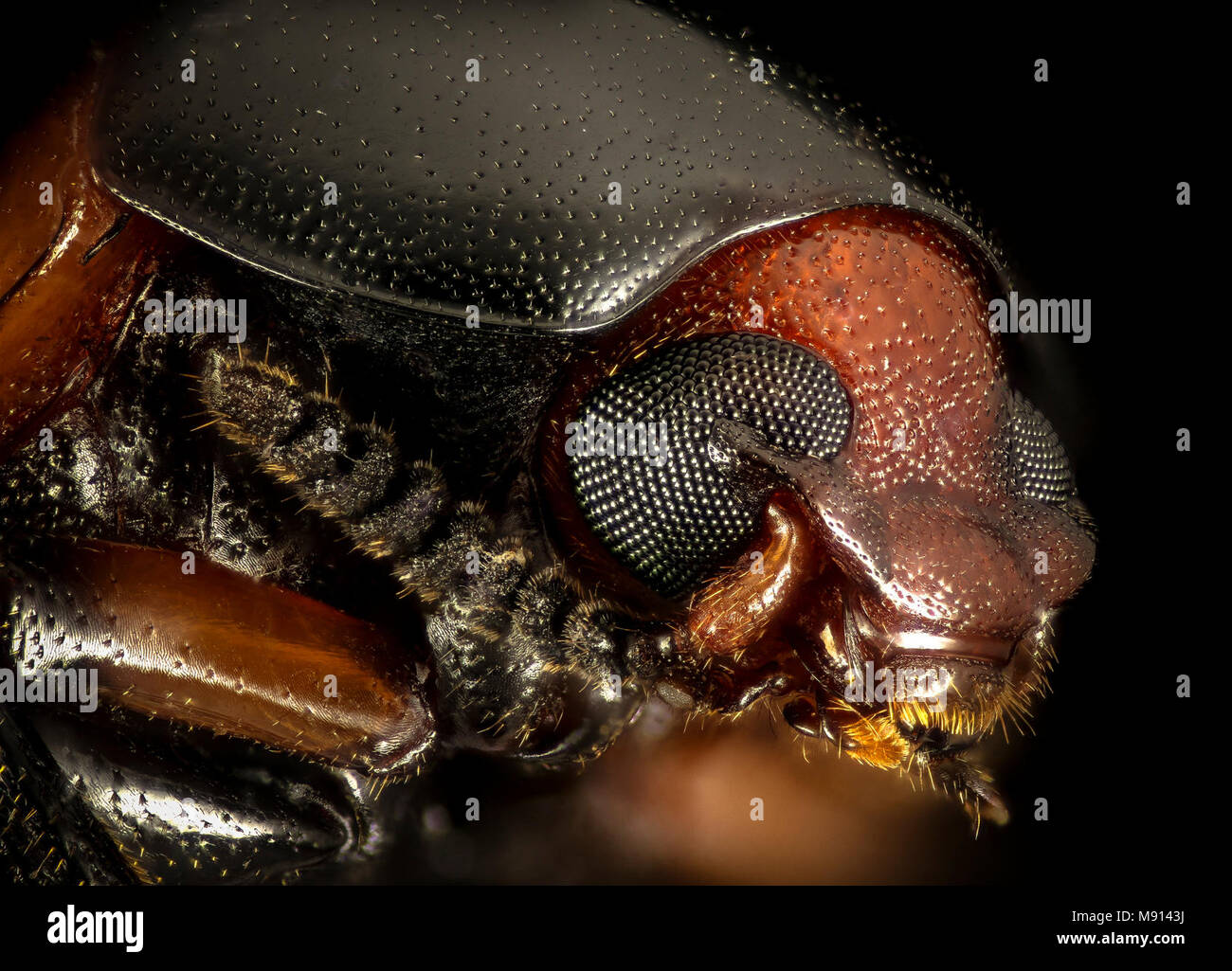Beetle. Tenebrionidae beetle, Little Stsimons Island, Georgia, face ...