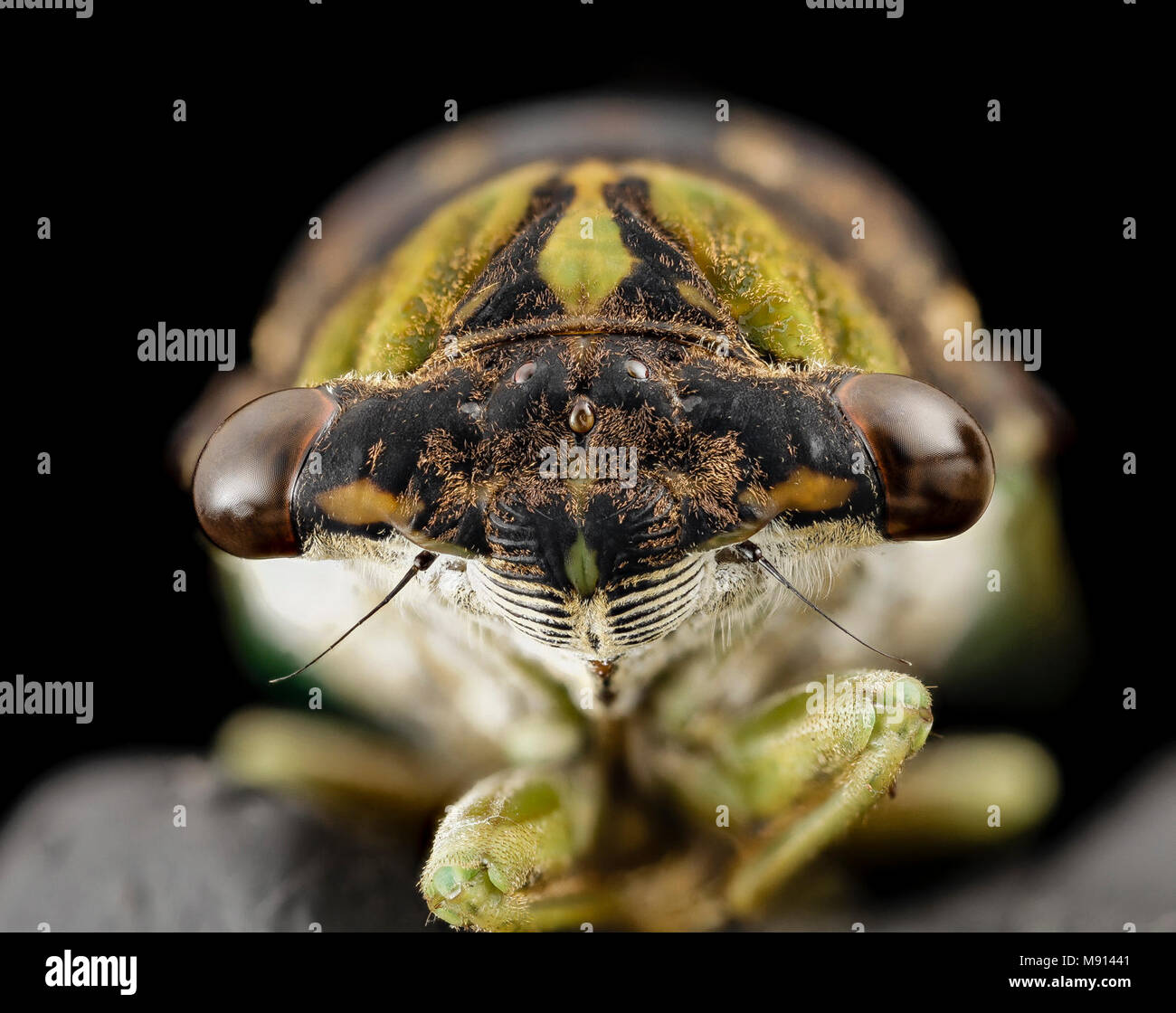 Cicadas face hi-res stock photography and images - Alamy