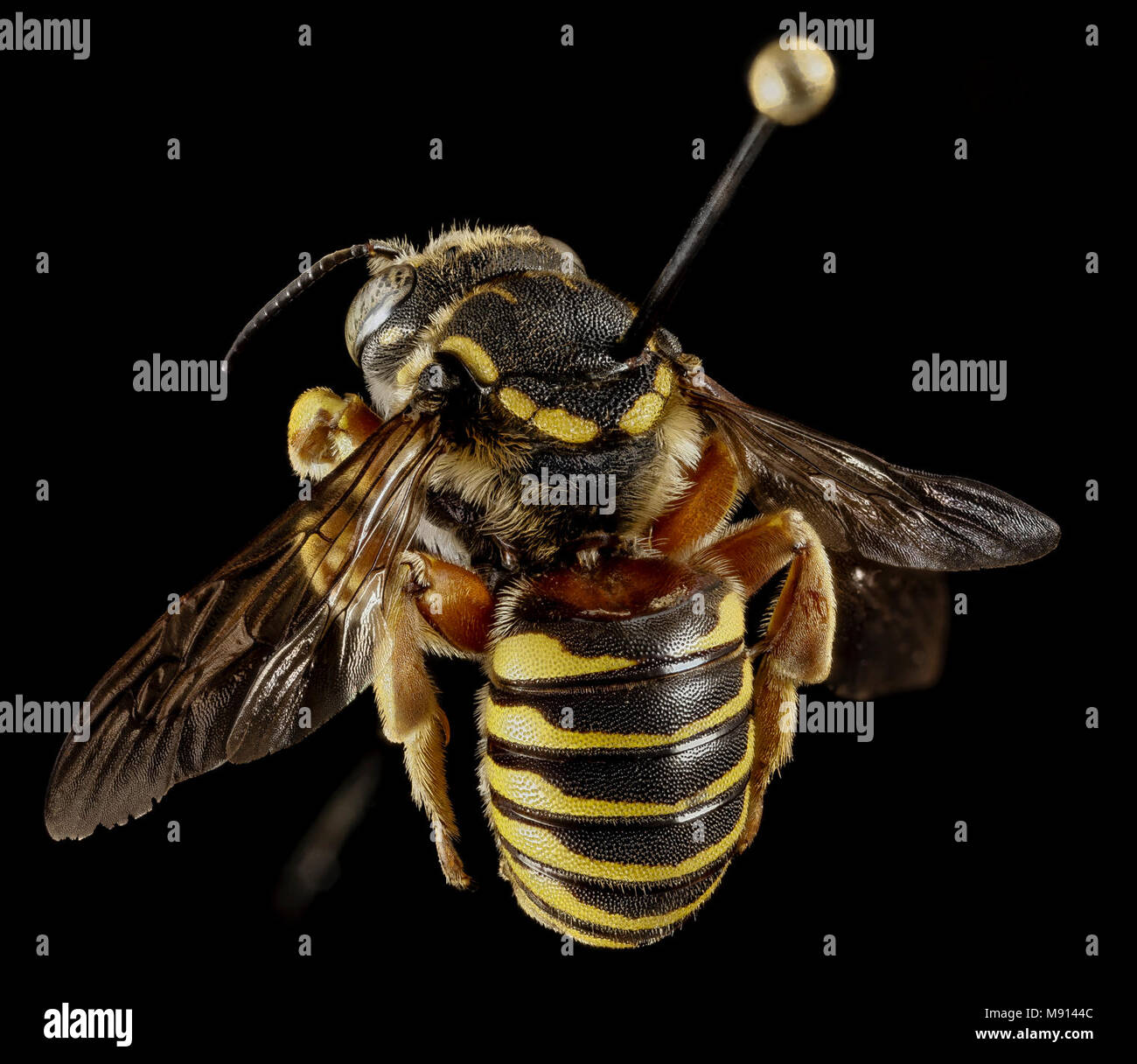 Bee. Trachusa dorsalis, M, Back, GA, Baker County Stock Photo - Alamy