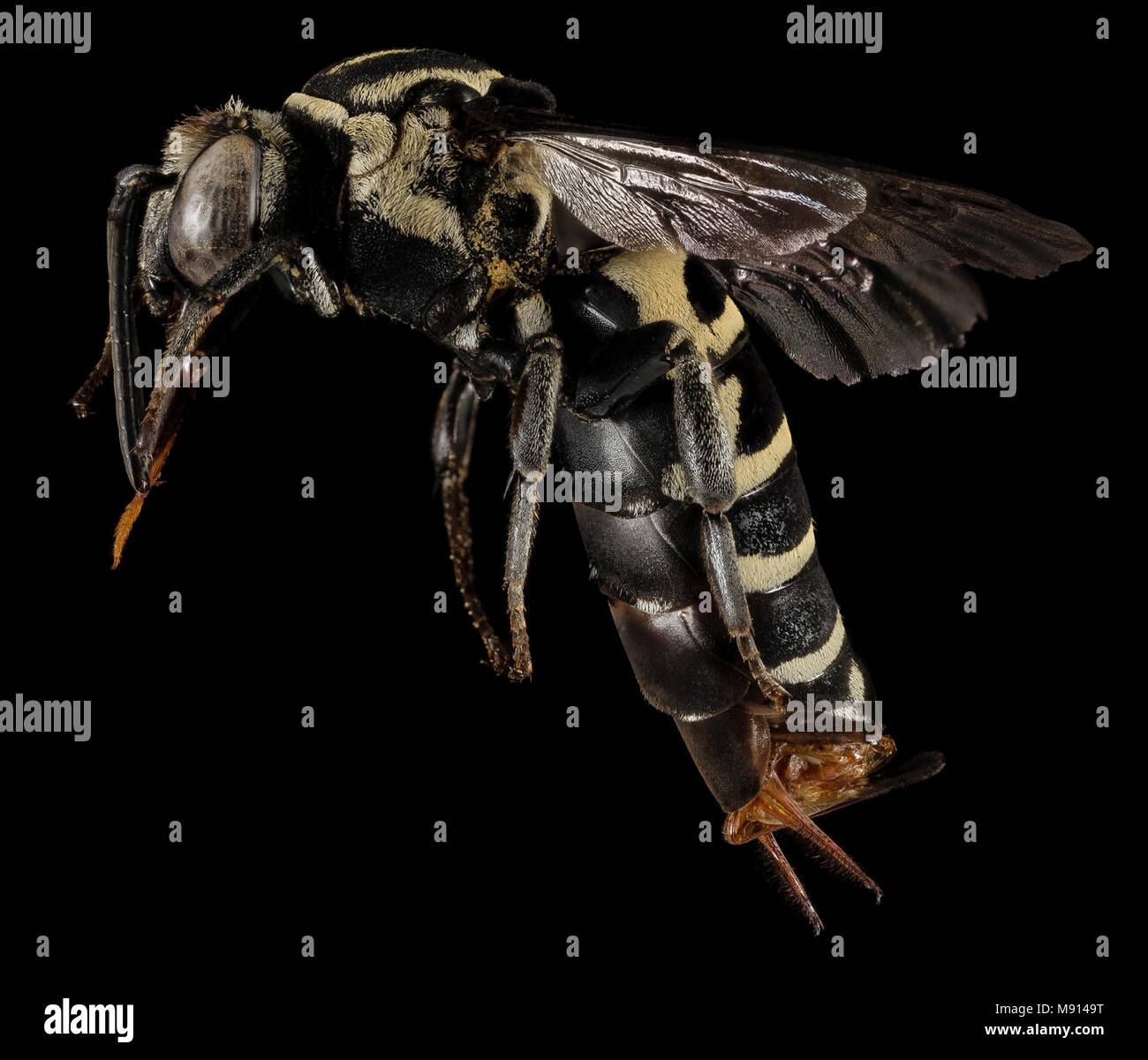 Binomial triepeolus monardae hi-res stock photography and images - Alamy