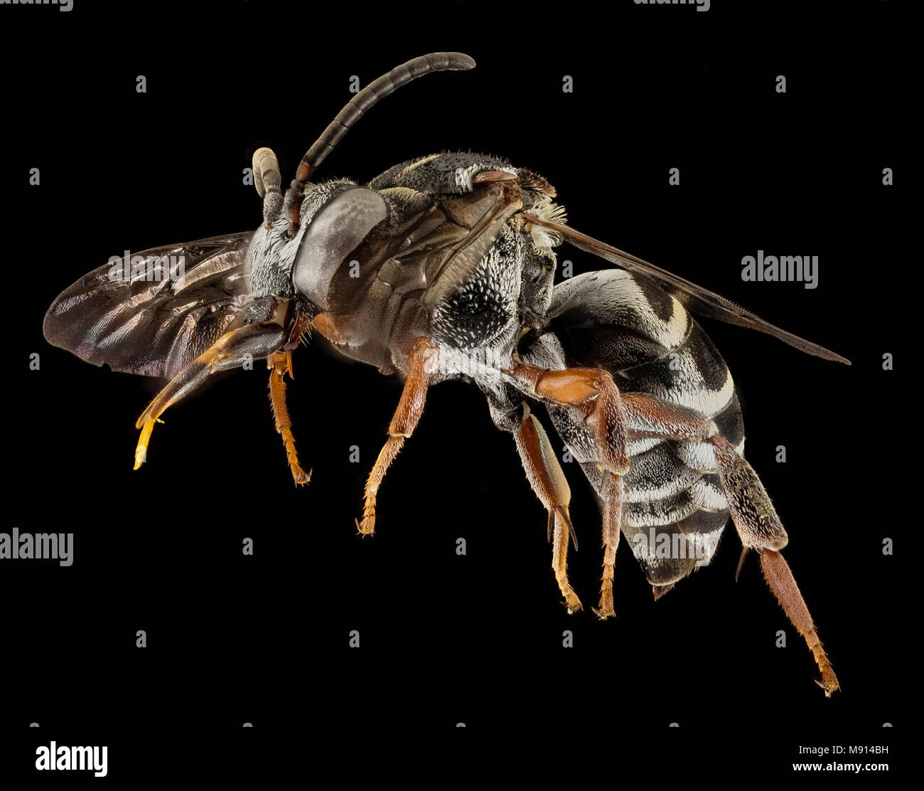 Triepeolus species hi-res stock photography and images - Alamy