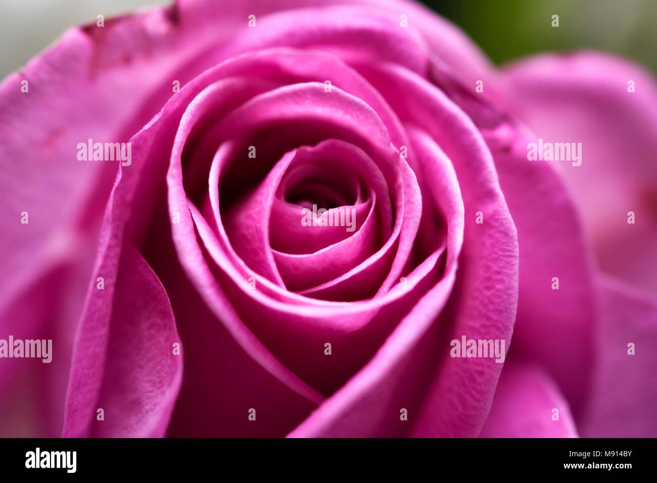 Rose side hi-res stock photography and images - Alamy