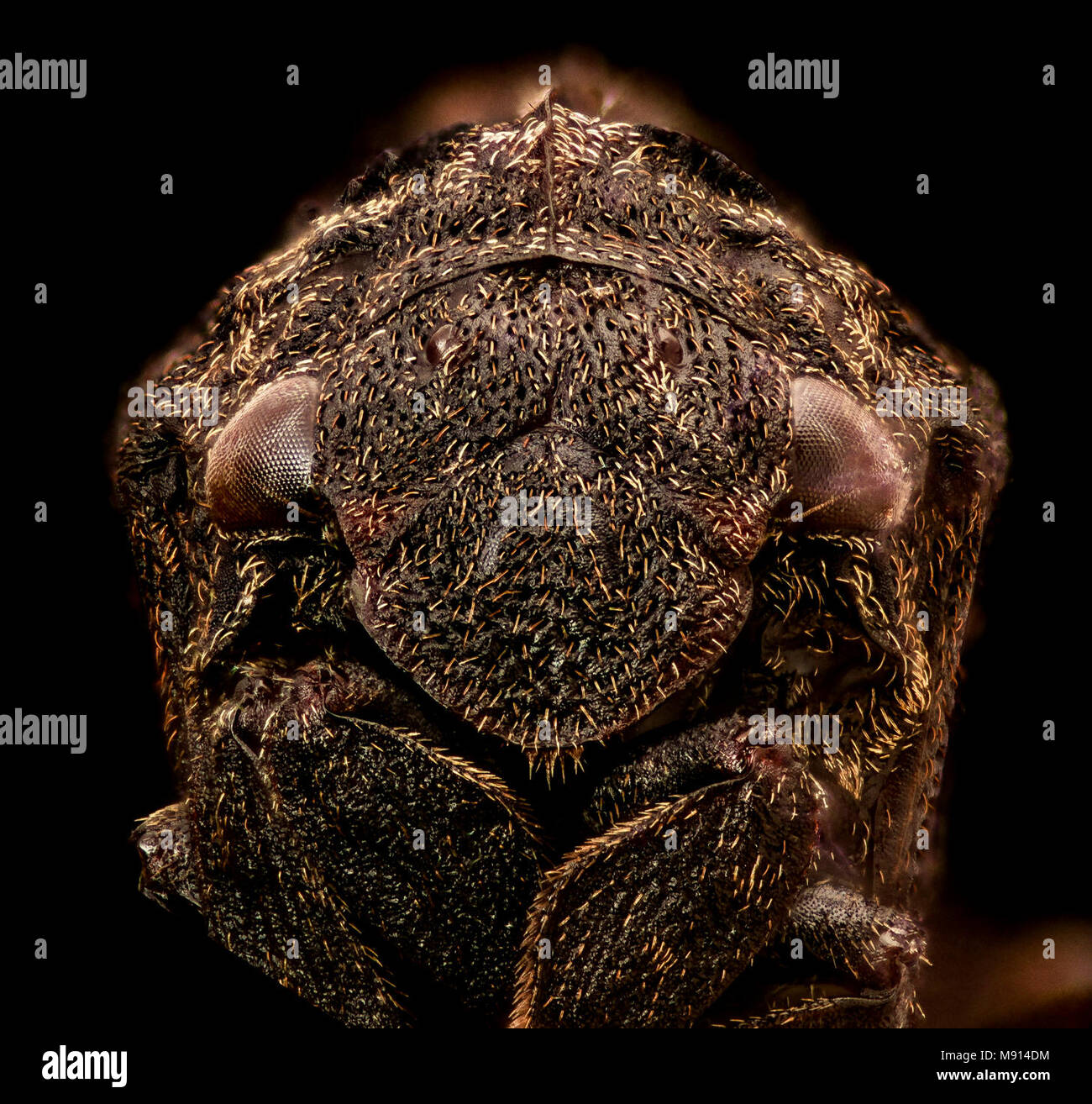 Hemiptera face hi-res stock photography and images - Alamy