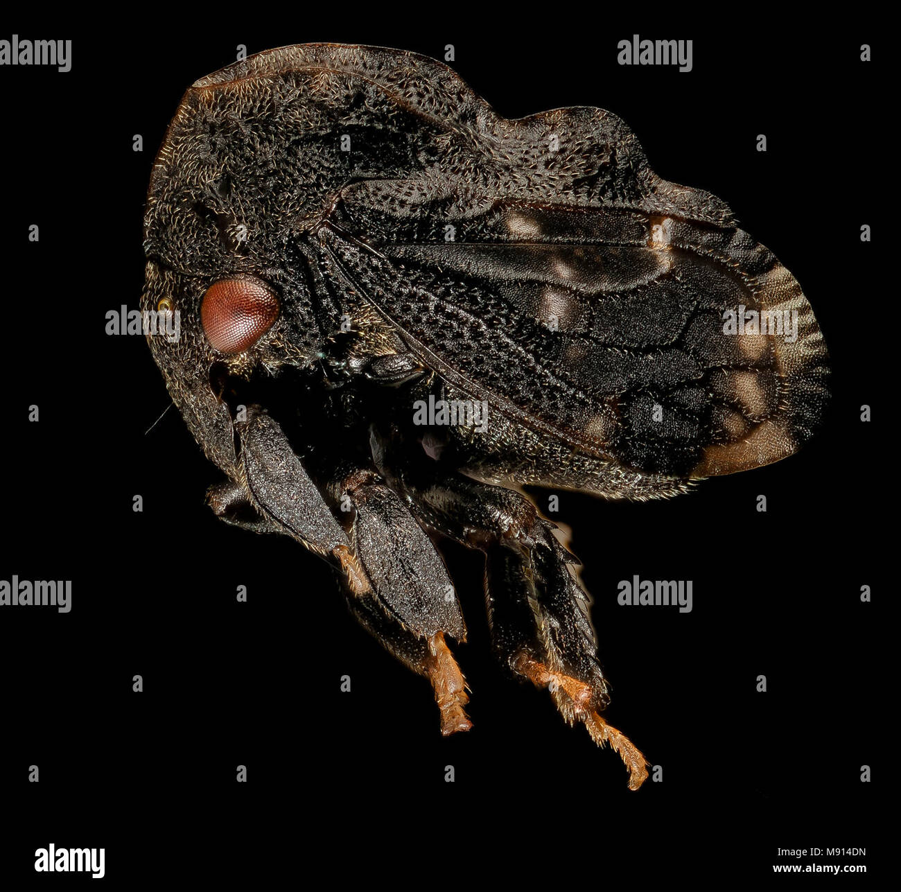 Tylopelta gibbera hi-res stock photography and images - Alamy