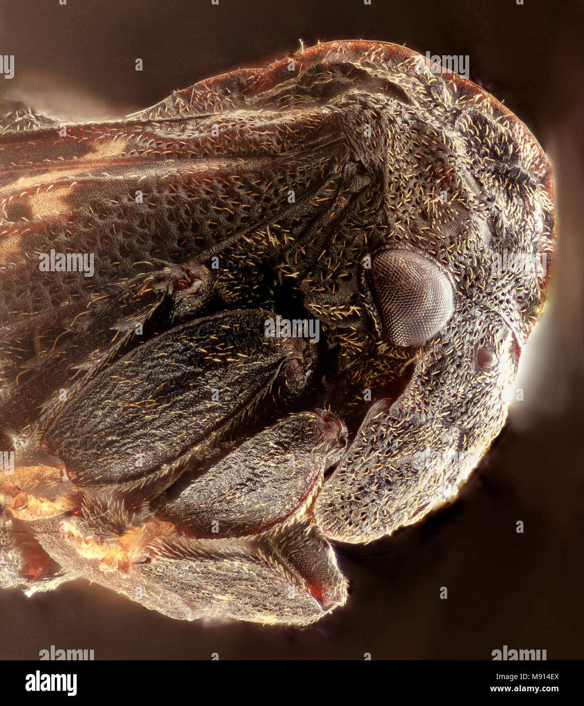 Tylopelta gibbera hi-res stock photography and images - Alamy