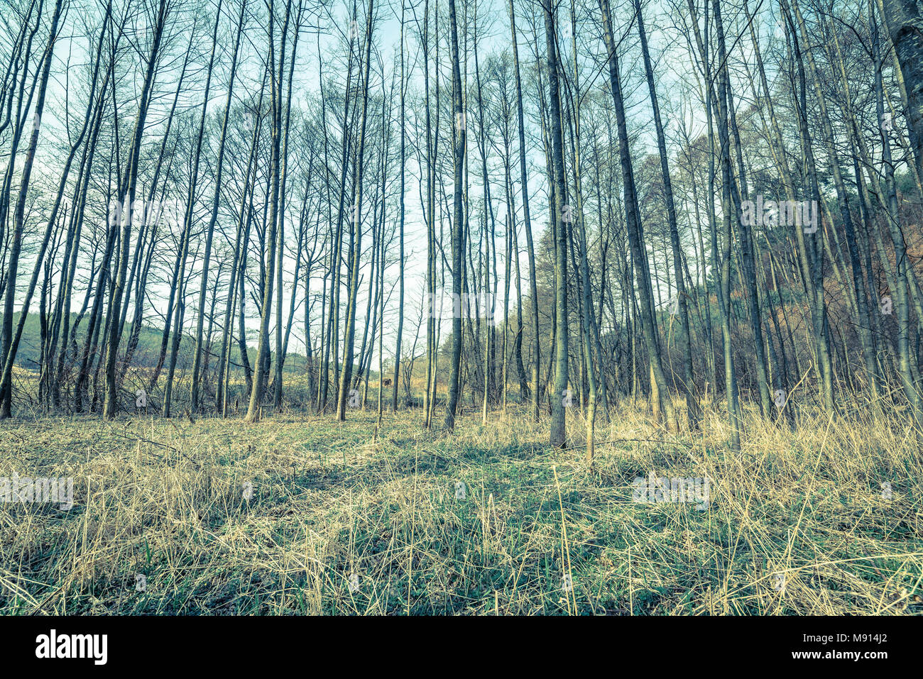Early spring landscape with young forest - tree trunks on wetland ...
