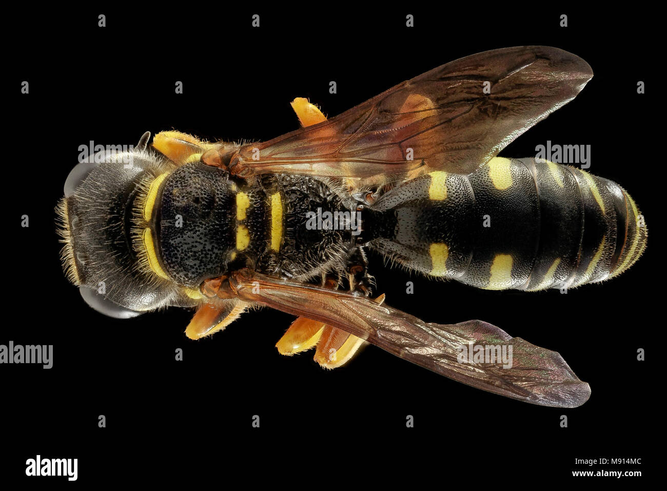 Wasp 3, U, Maryland, back Stock Photo - Alamy