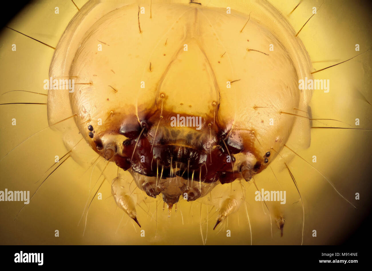 Bee. Wax worm, U, Maryland, face Stock Photo - Alamy