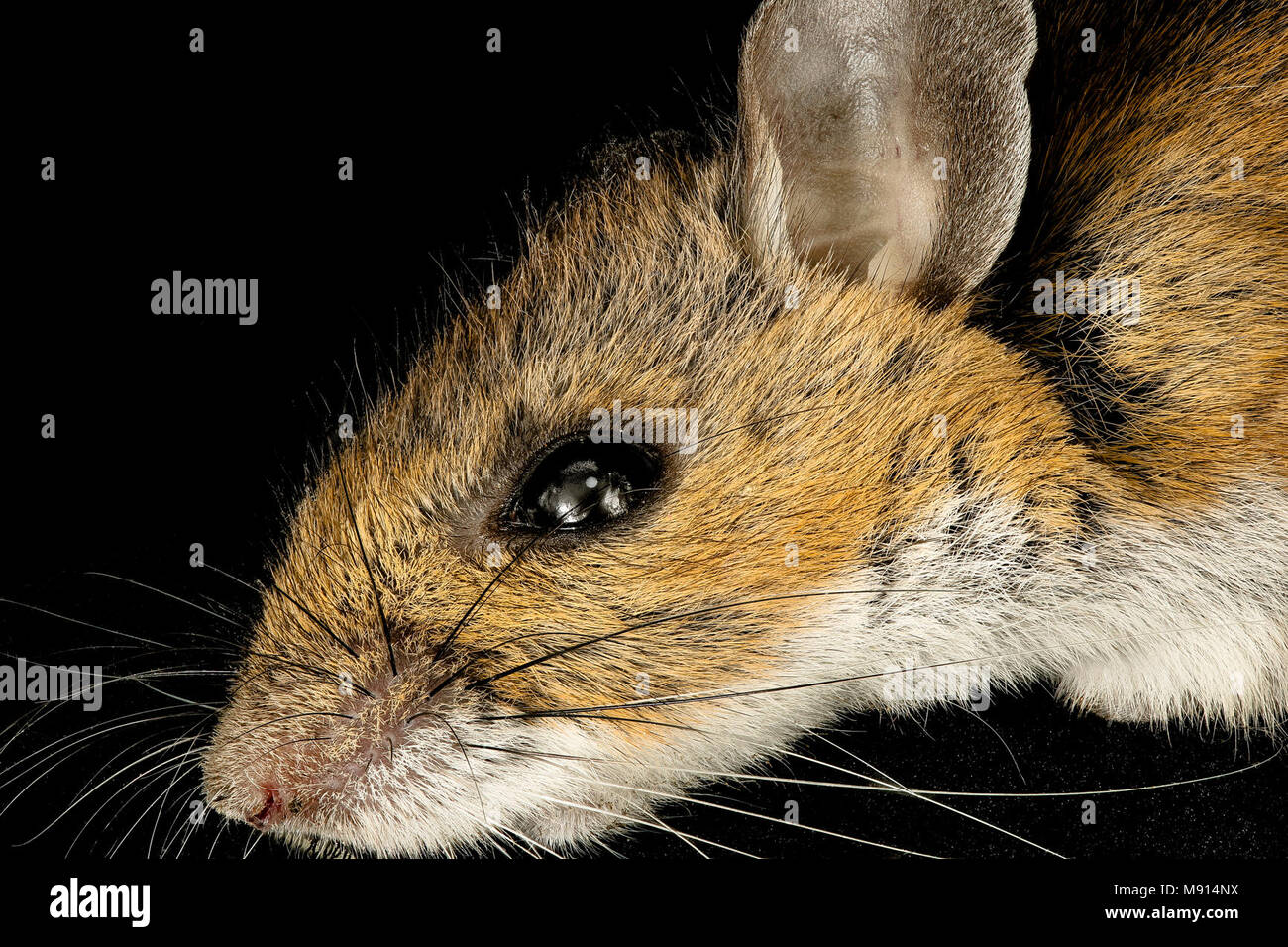 The white footed mouse hi-res stock photography and images - Alamy