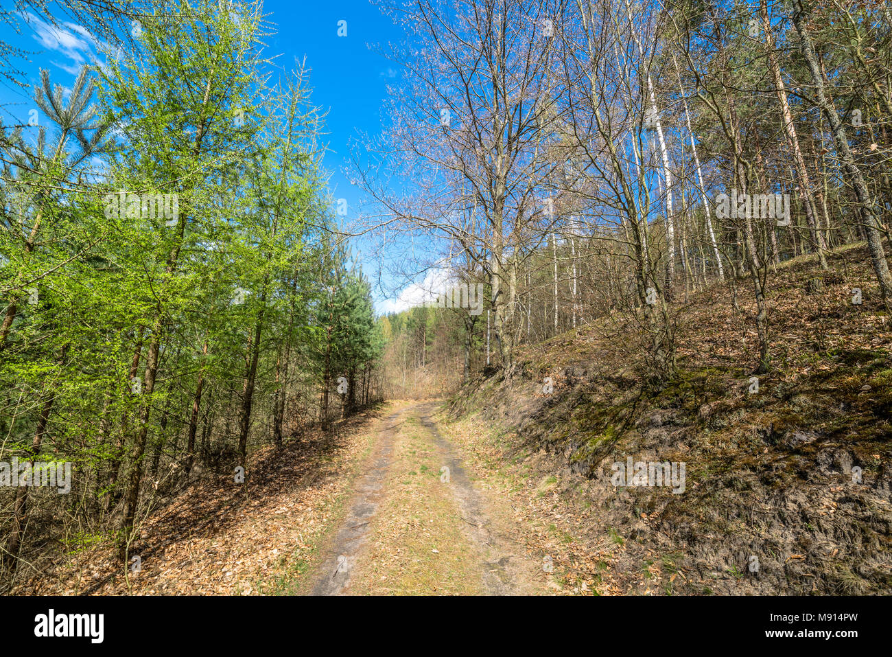 Beautiful spring landscape, spring forest, dirt road, green trees Stock ...