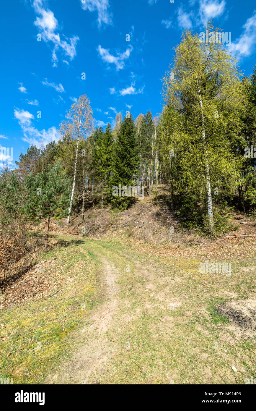 Rural landscape with road in spring forest, fresh green birch tree ...