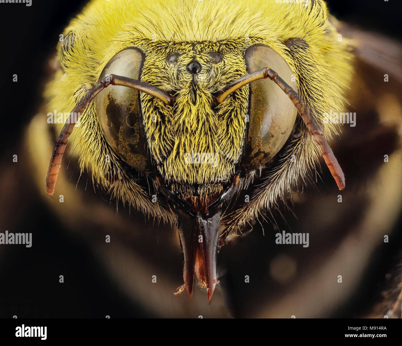 India hi res hi-res stock photography and images - Alamy
