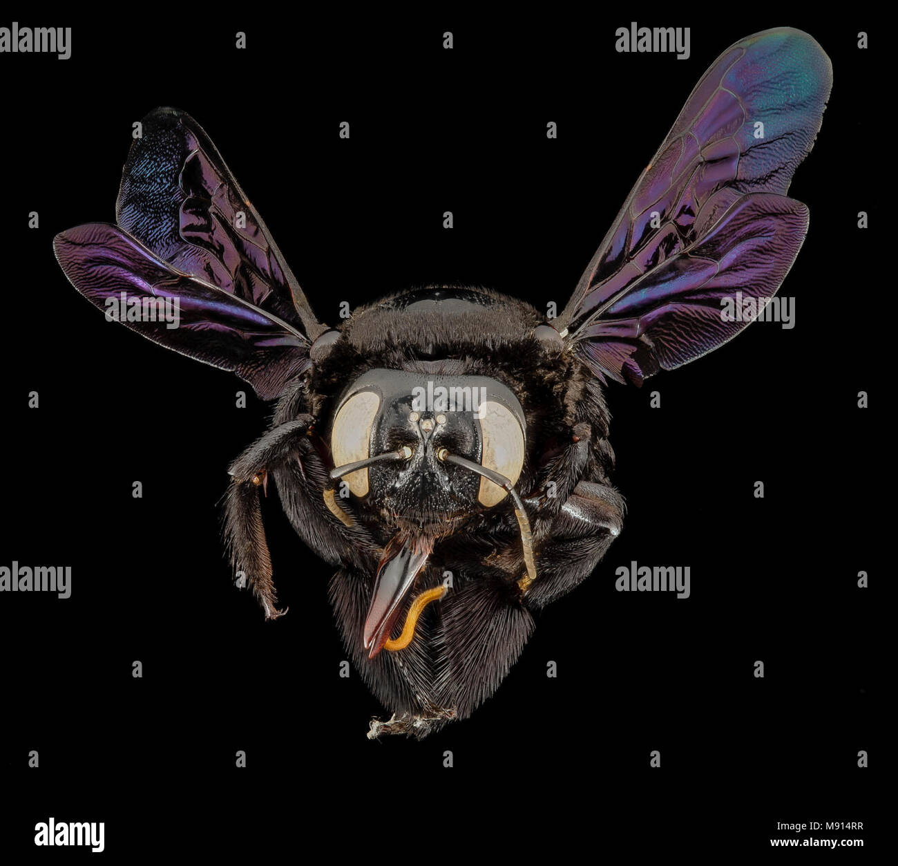 Large carpenter bees xylocopa hi-res stock photography and images - Alamy