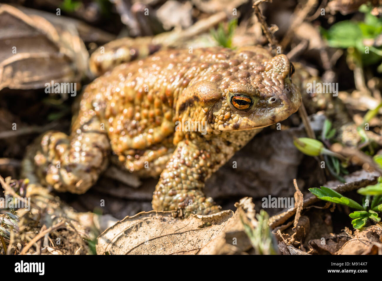 Toad in the forest hi-res stock photography and images - Alamy