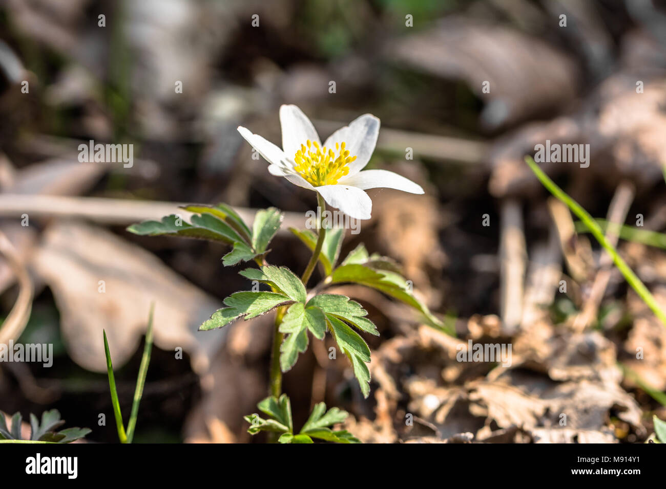 Early spring flower wood anemone in the spring forest, macro bokeh ...