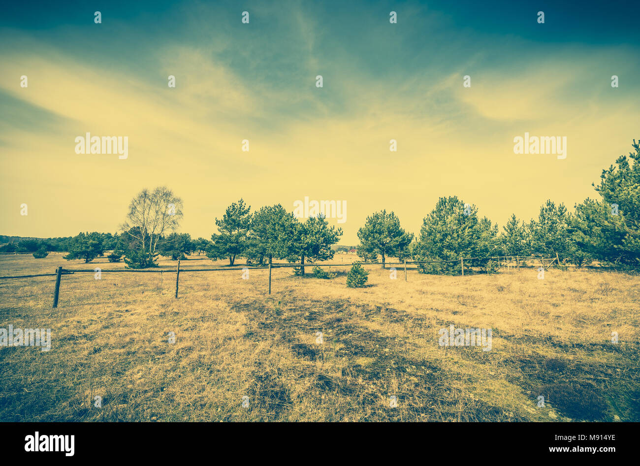 Countryside farm landscape of rural field, pine tree and pasture with ...