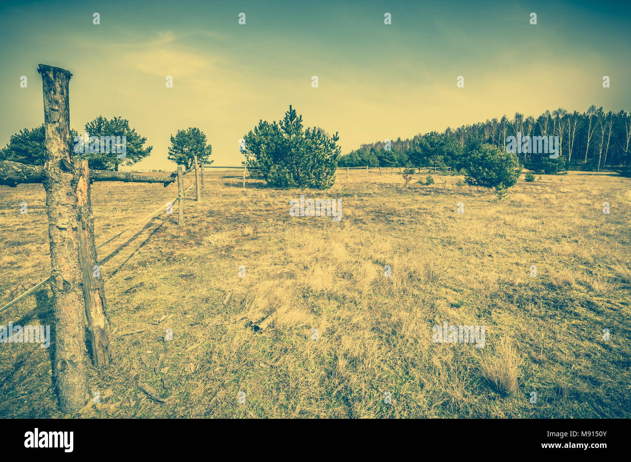 Countryside farm landscape of rural field, pine tree and pasture with ...