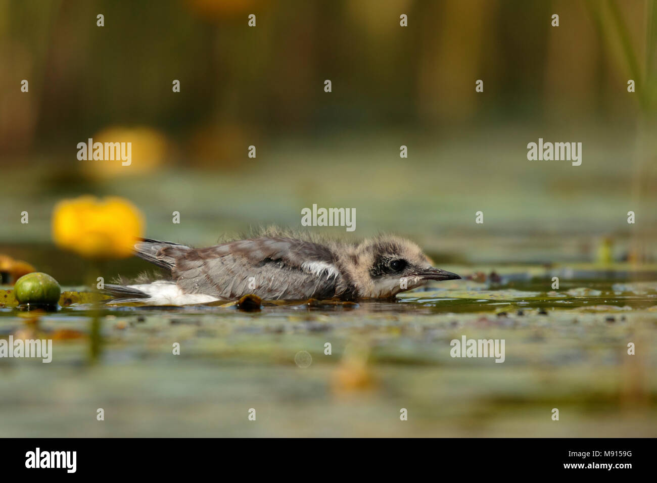 Zwarte stern jong zwemmend; Black Tern juvenile swimming Stock Photo ...
