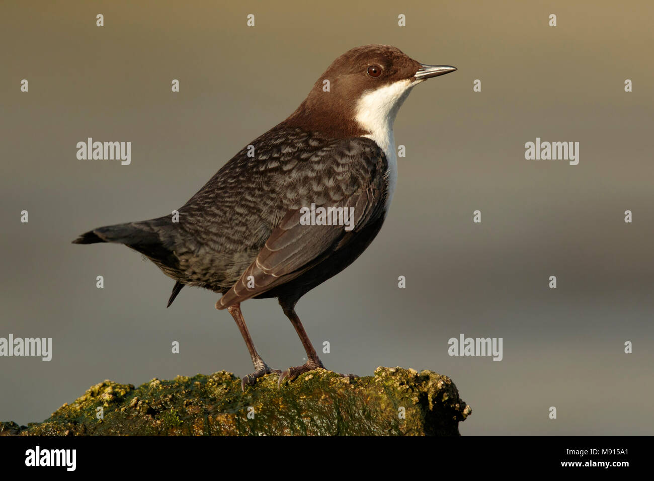 Zwartbuikwaterspreeuw alert; Black-bellied Dipper sitting Stock Photo ...